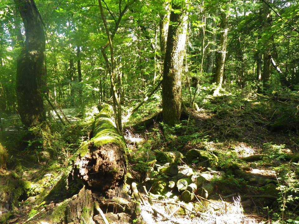 Aokigahara Forest & Lava Cave Exploration at Mt. Fuji!, Things To Do in ...