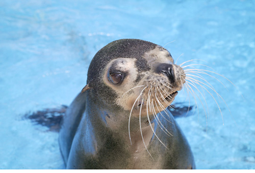 SEA LIFE PARK DOLPHIN ENCOUNTER, Things To Do in Oahu Island HAWAII ...